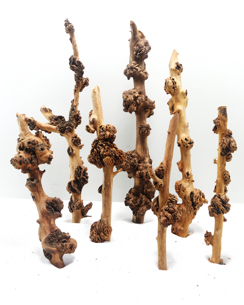 Sava Wood – HappyPets